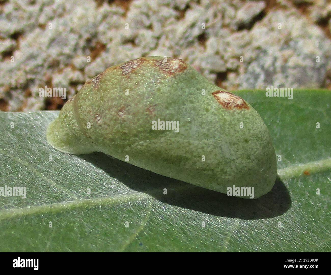 Southern Sapphire (Iolaus silas) Insecta Stock Photo - Alamy