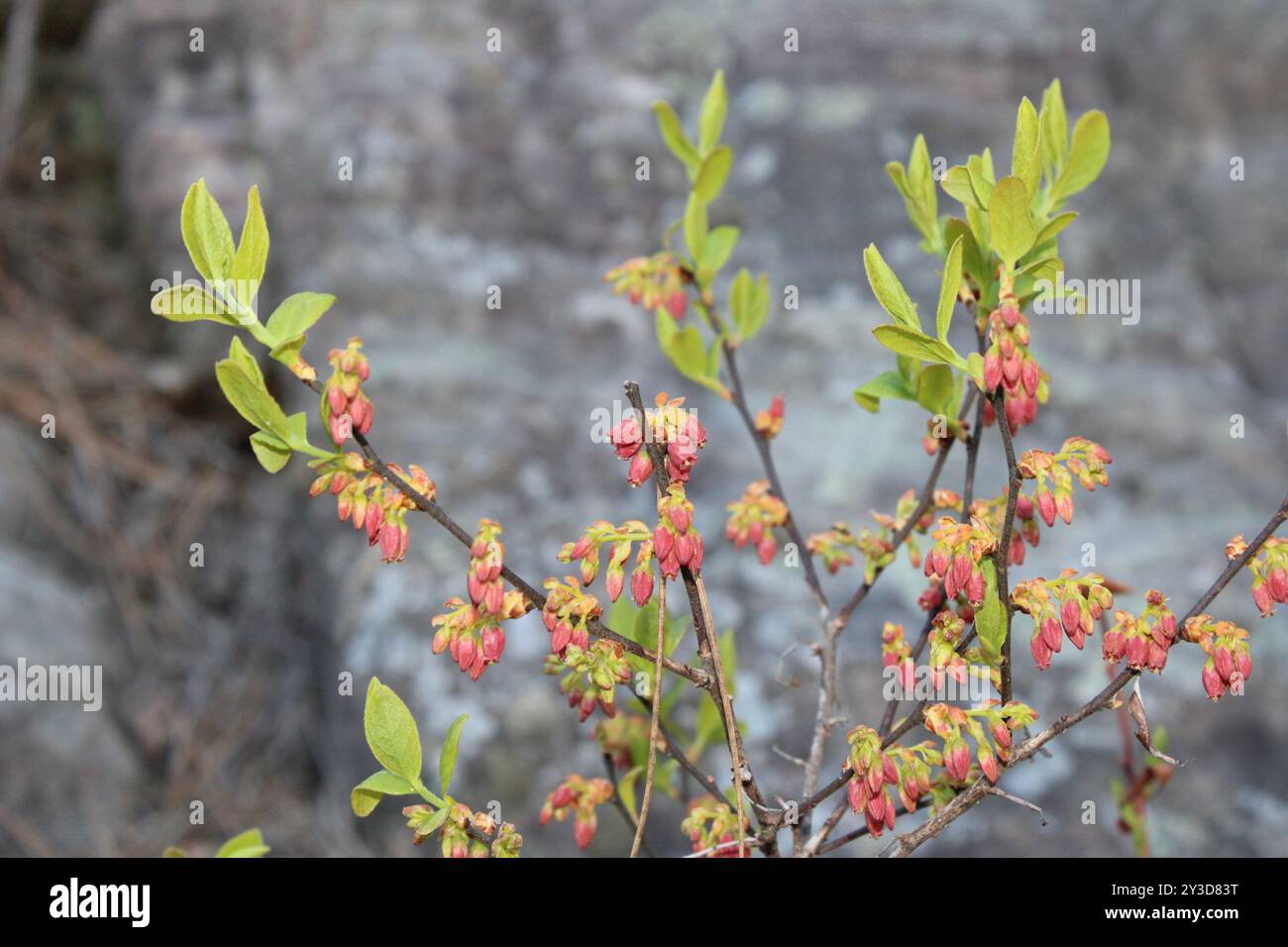 black huckleberry (Gaylussacia baccata) Plantae Stock Photo - Alamy