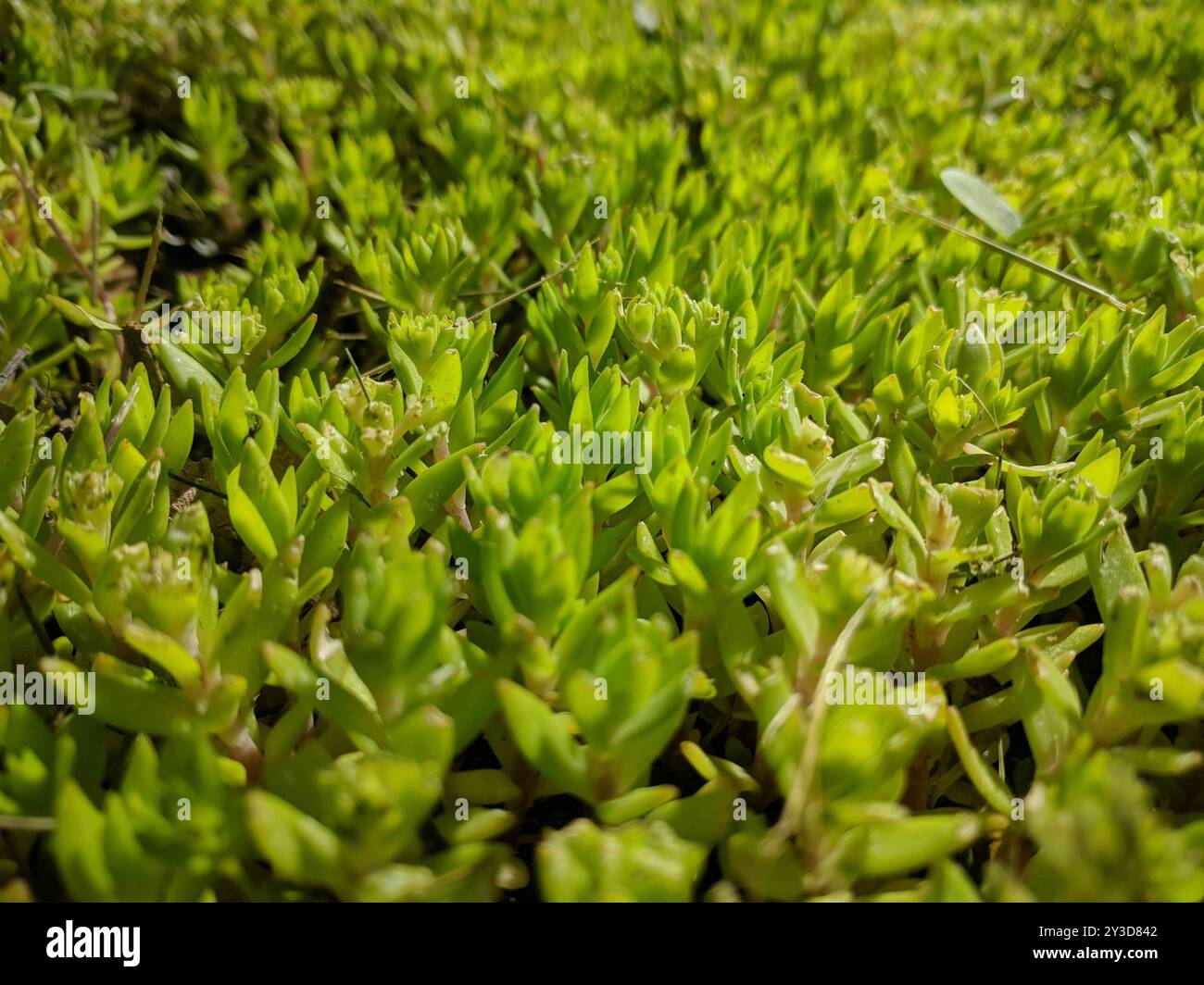 Stringy Stonecrop (Sedum sarmentosum) Plantae Stock Photo - Alamy