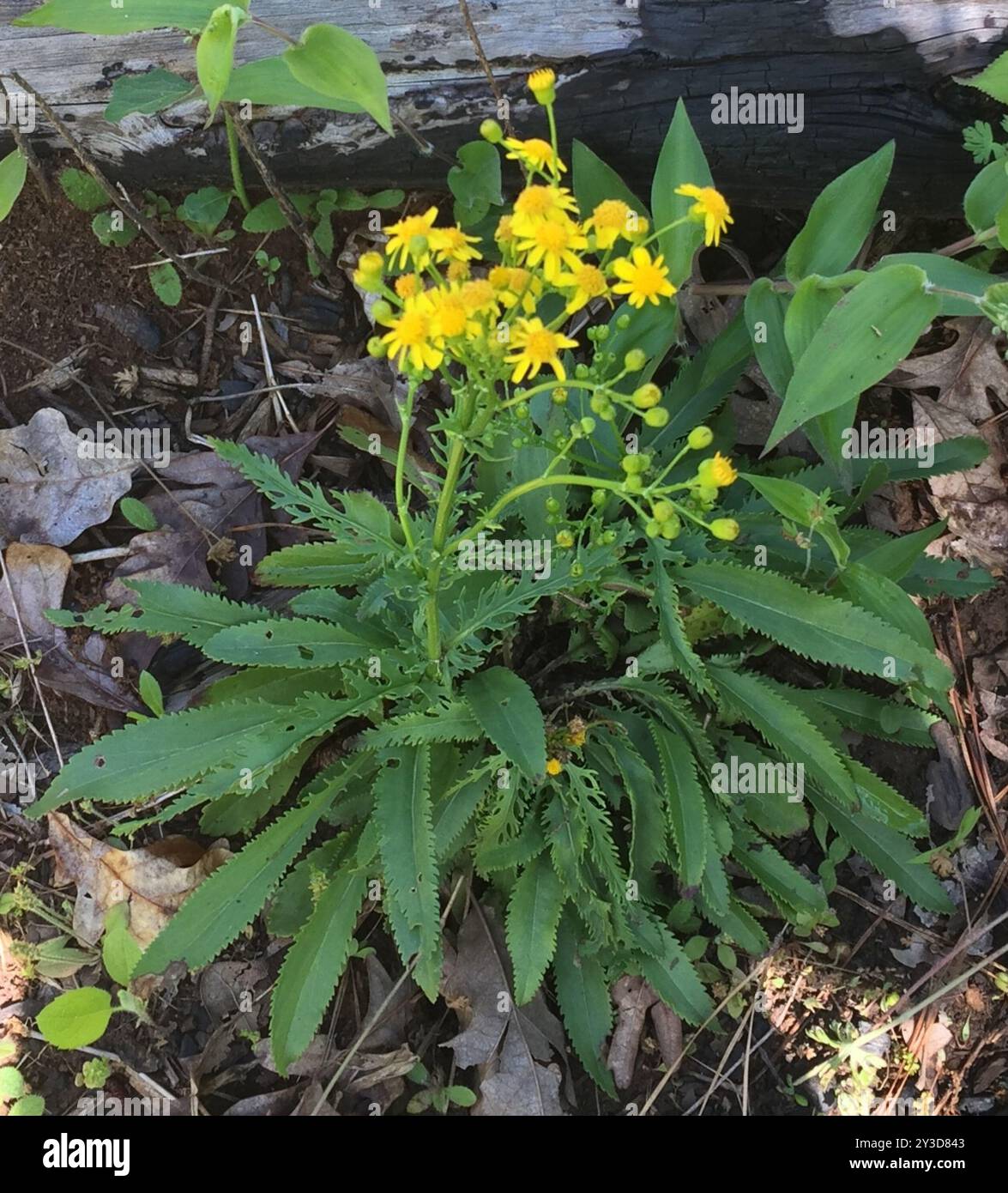 Small's ragwort (Packera anonyma) Plantae Stock Photo - Alamy