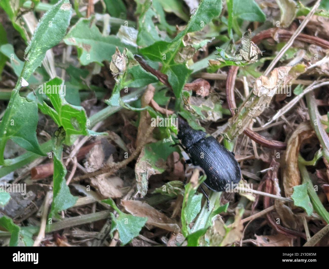 black-punctured leaf beetle (Galeruca tanaceti) Insecta Stock Photo - Alamy