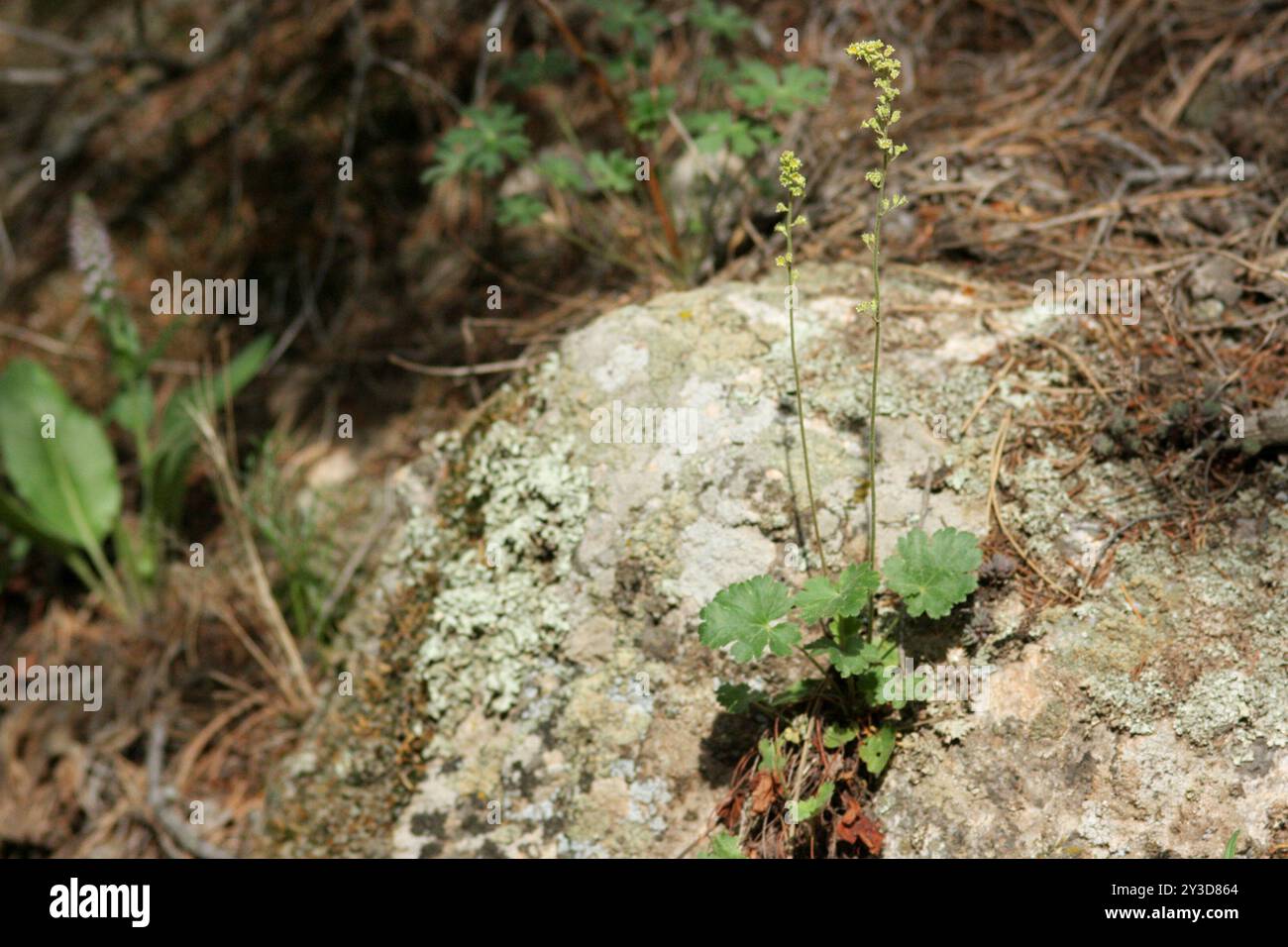 littleleaf alumroot (Heuchera parvifolia) Plantae Stock Photo - Alamy