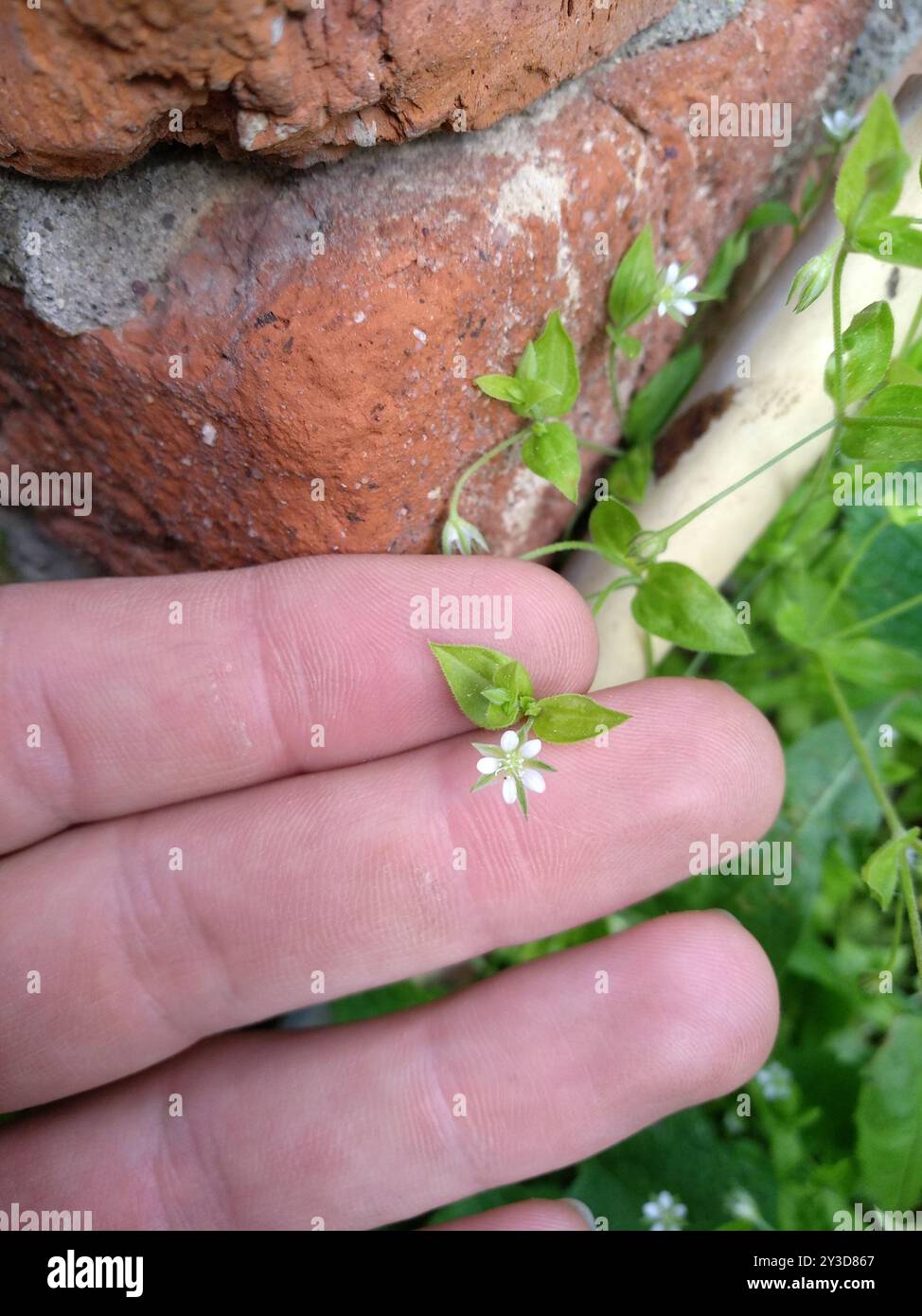 Three-nerved Sandwort (Moehringia trinervia) Plantae Stock Photo - Alamy