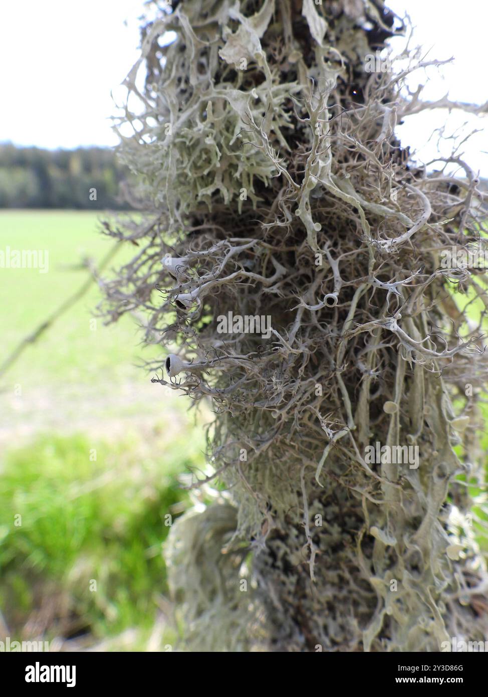 Great Ciliated Lichen (Anaptychia ciliaris) Fungi Stock Photo - Alamy