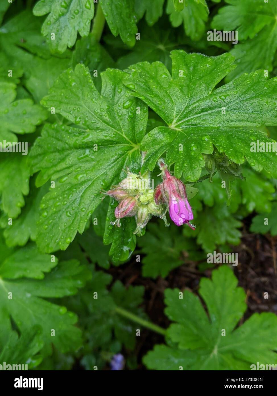 Rock Crane's-bill (Geranium macrorrhizum) Plantae Stock Photo - Alamy