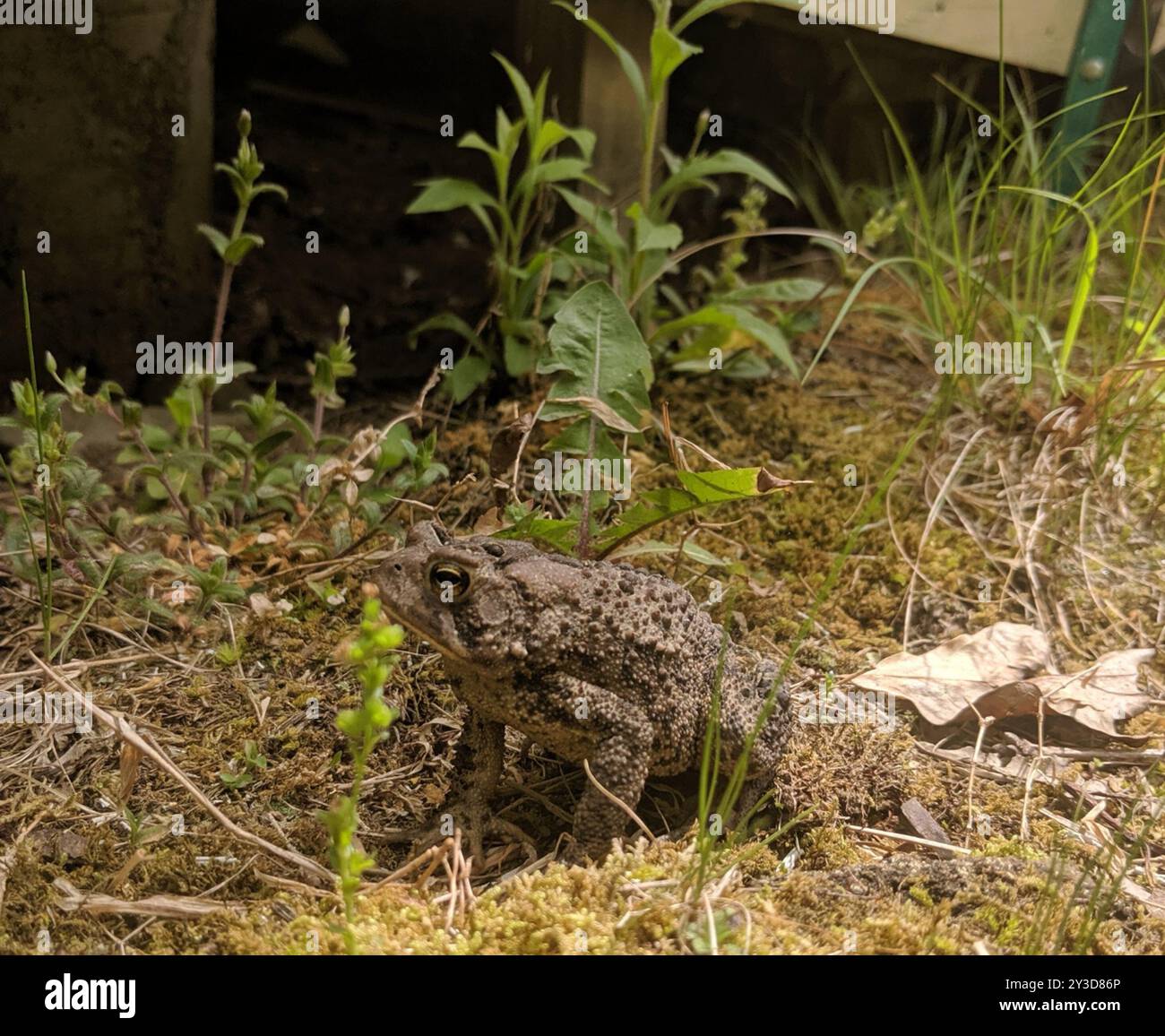 Eastern American Toad (Anaxyrus americanus americanus) Amphibia Stock ...