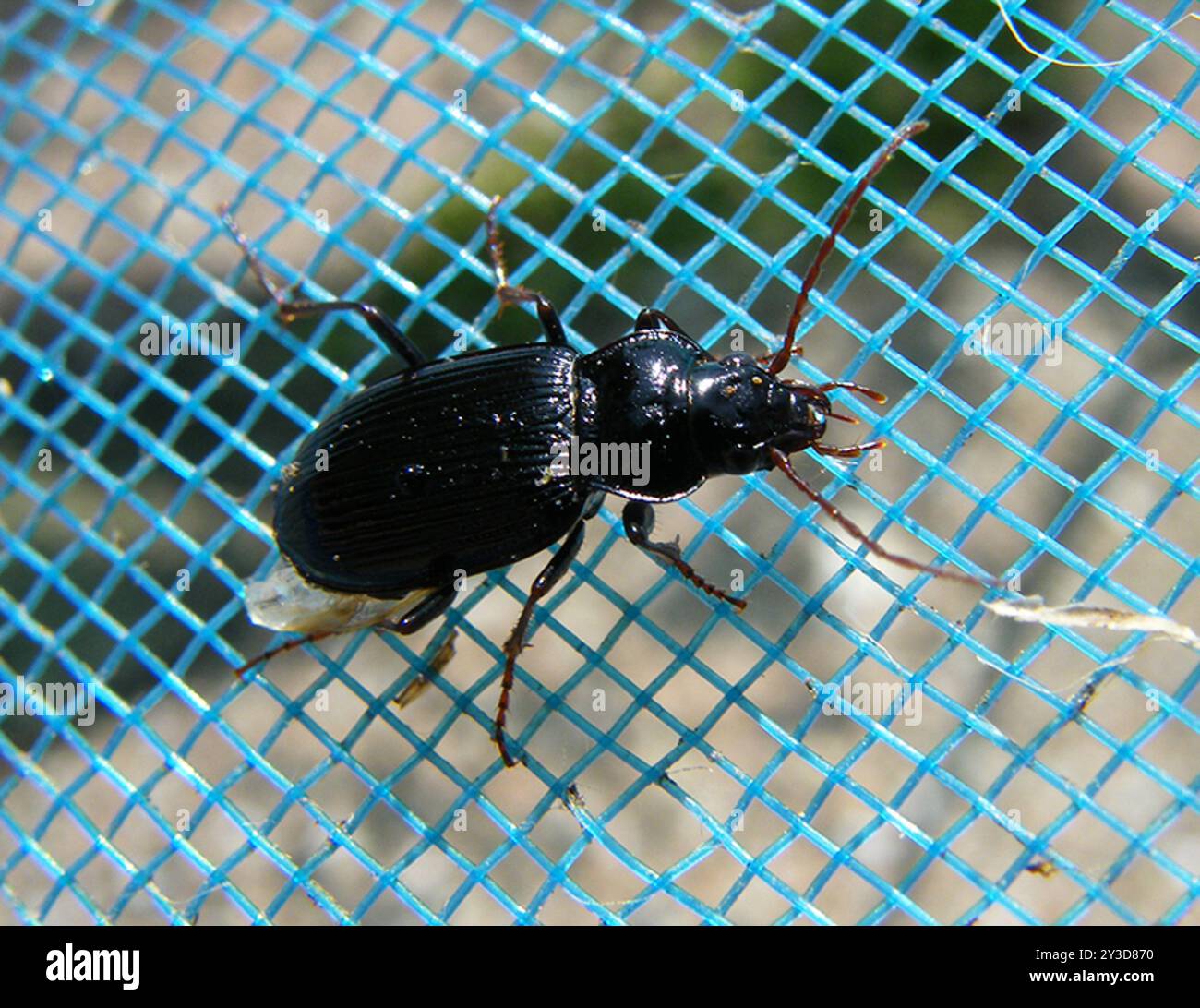 European Gazelle Beetle (Nebria brevicollis) Insecta Stock Photo - Alamy