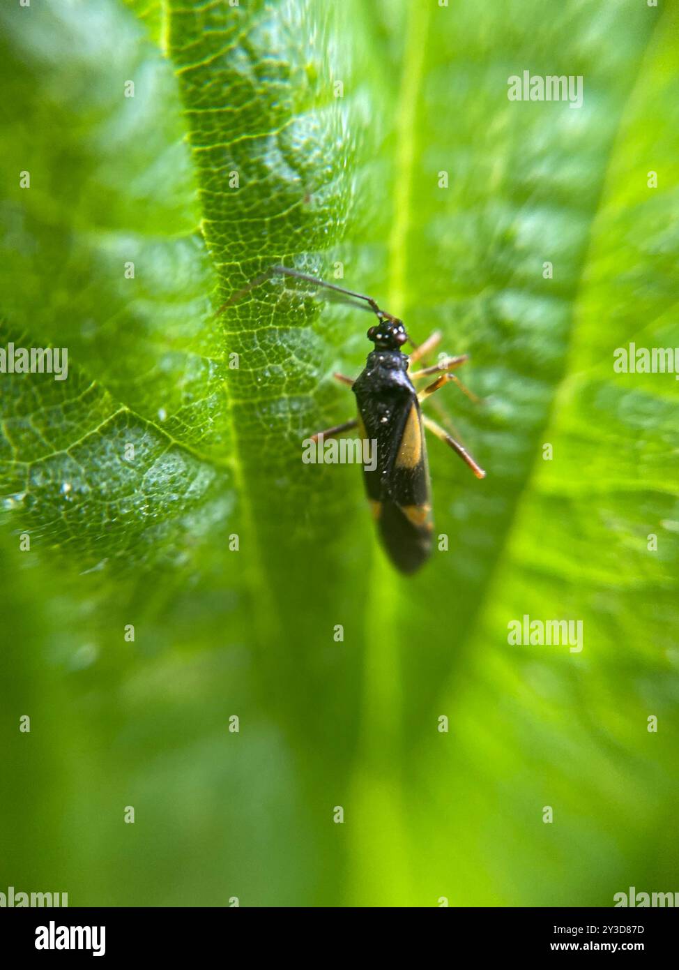 four-spotted plant bug (Dryophilocoris flavoquadrimaculatus) Insecta ...