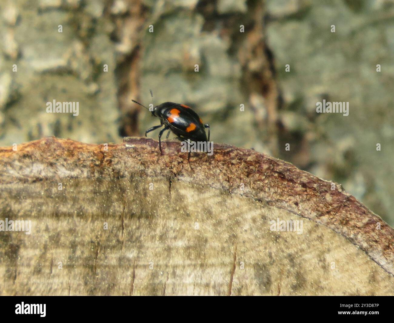 Orange-spotted Scaphidium (Scaphidium quadrimaculatum) Insecta Stock ...