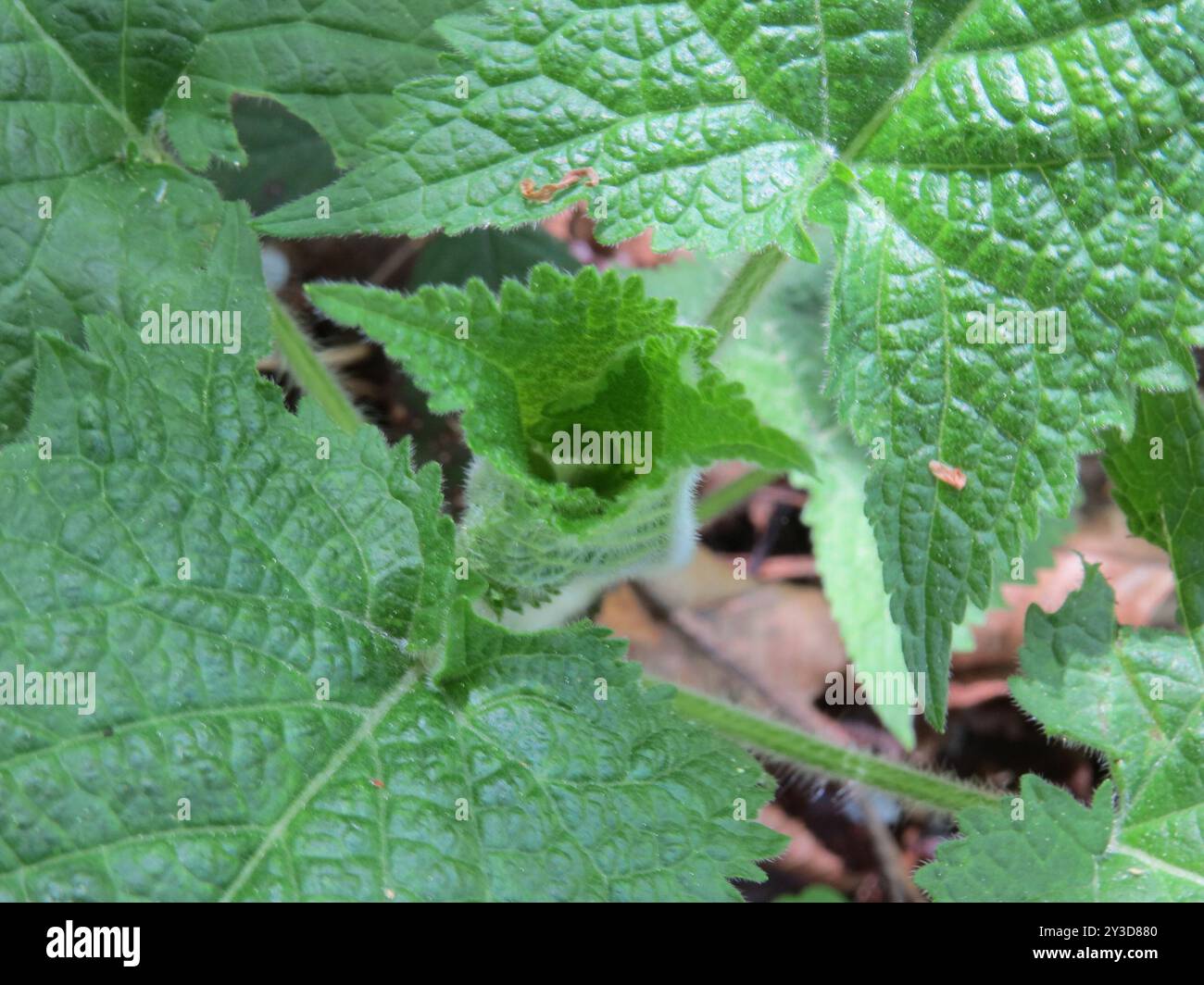 Sticky Sage (Salvia glutinosa) Plantae Stock Photo - Alamy