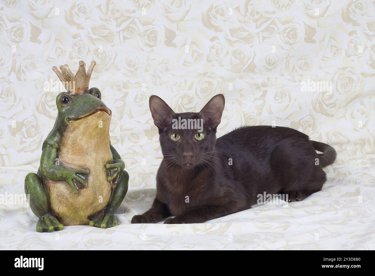 Kitten and frog hi-res stock photography and images - Alamy