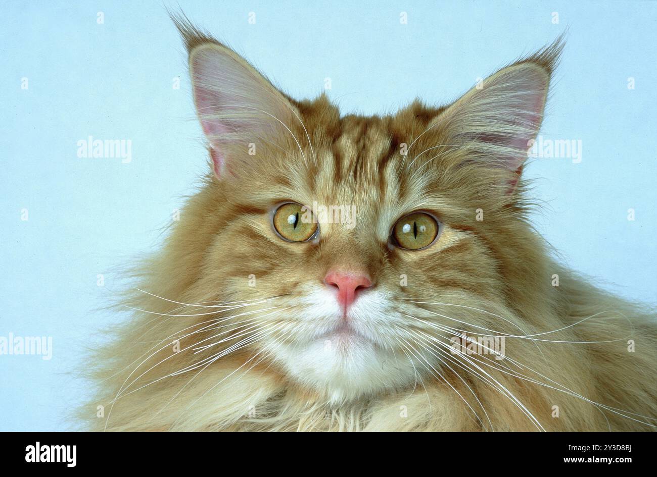 Main-Coone cat red-classic-tabby male, 1 year old Stock Photo - Alamy