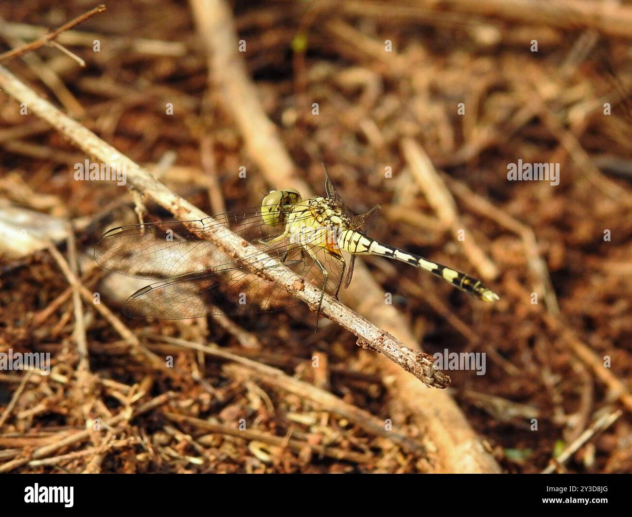 Chalky Percher (Diplacodes trivialis) Insecta Stock Photo - Alamy