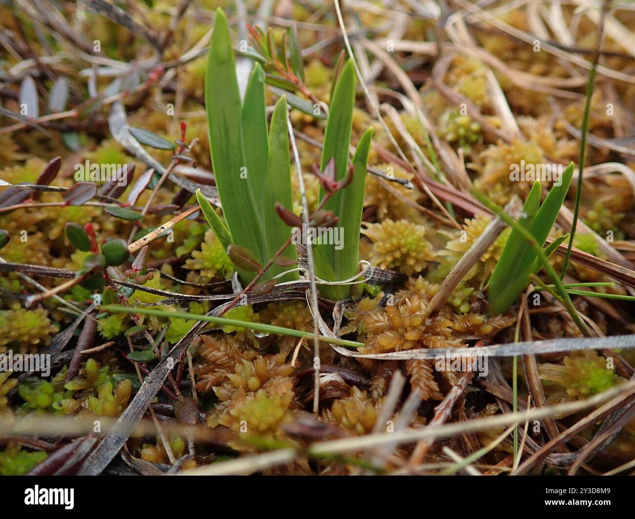 Sticky False Asphodel (Triantha glutinosa) Plantae Stock Photo - Alamy