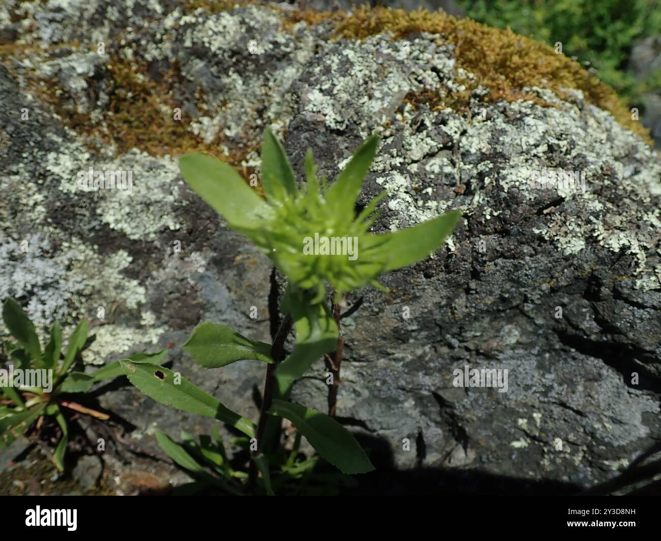 Oregon Gumplant (Grindelia stricta) Plantae Stock Photo - Alamy