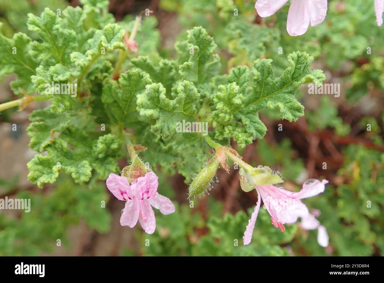 oak-leaved geranium (Pelargonium quercifolium) Plantae Stock Photo - Alamy