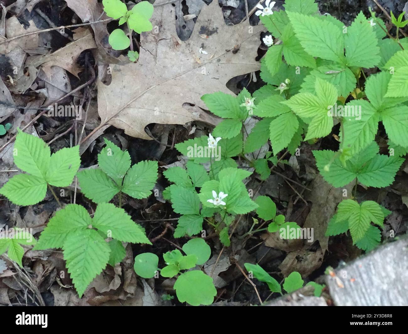 dwarf raspberry (Rubus pubescens) Plantae Stock Photo - Alamy