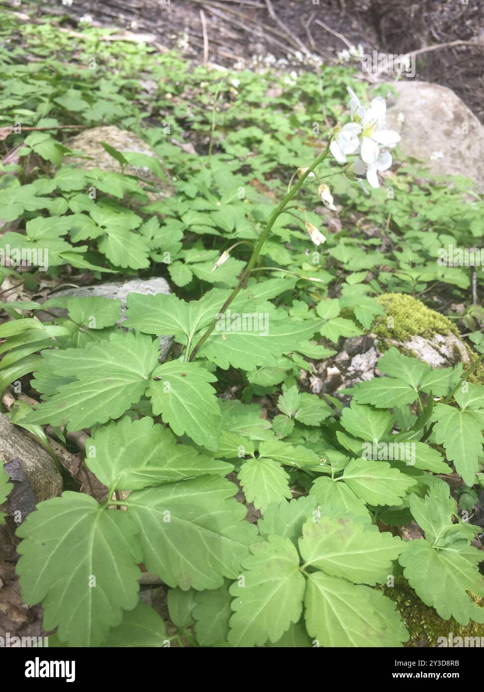 Two-leaved Toothwort (Cardamine diphylla) Plantae Stock Photo - Alamy