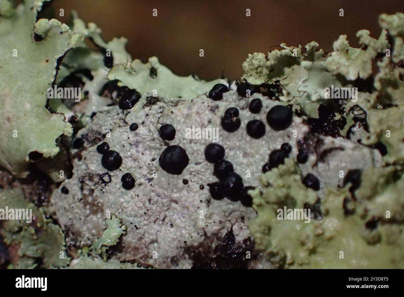 Common Button Lichen (Buellia erubescens) Fungi Stock Photo - Alamy