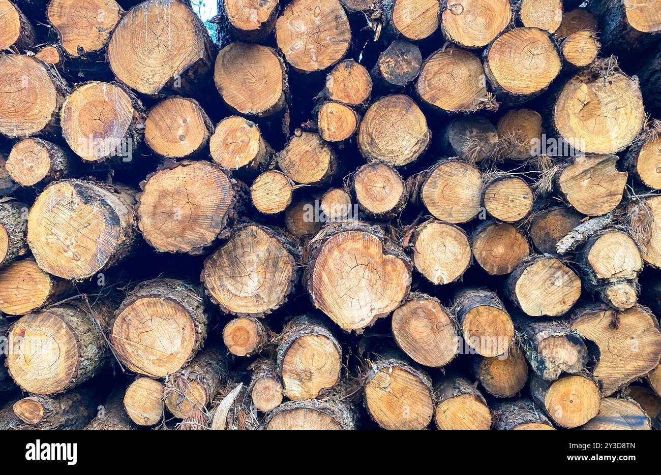 A pile of logs with a blue line running through them. The logs are ...