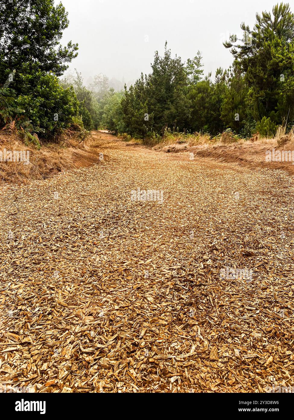 Dirt path covered with wood chips surrounded by pines and pine trees ...