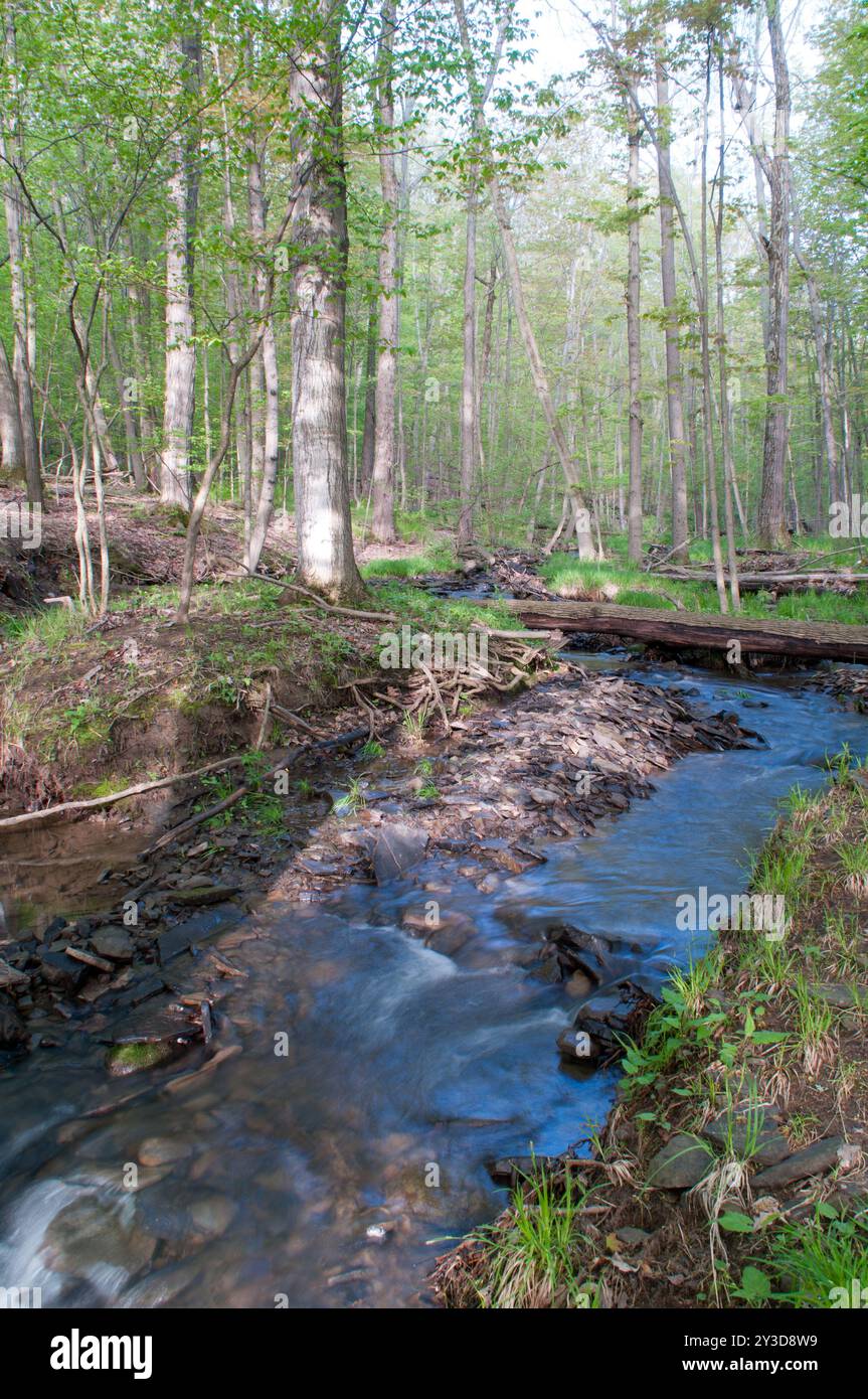 Tall trees and a stream flowing Stock Photo - Alamy
