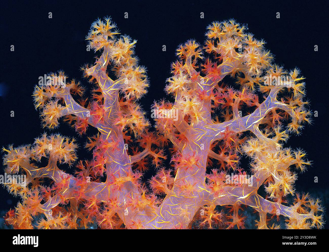 Orange soft coral with open polyps Stock Photo - Alamy