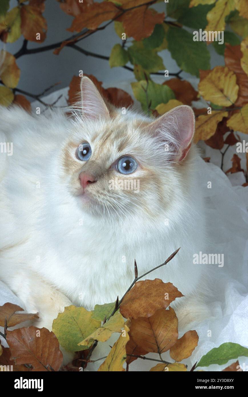 Holy Birman, male, 3 years, tomcat Stock Photo - Alamy
