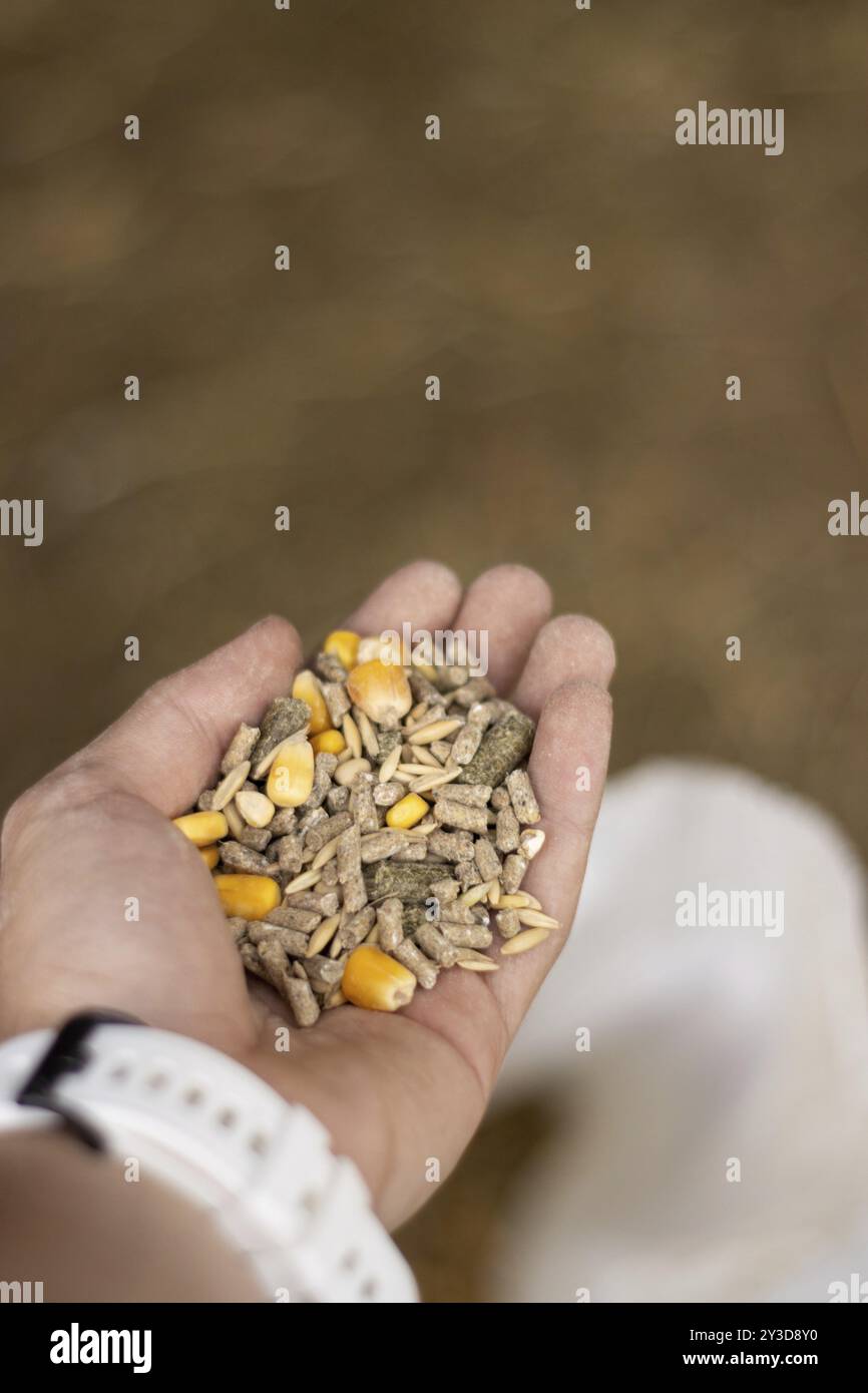 Vertical Close up of farmer's hand holding compound cattle feed in ...
