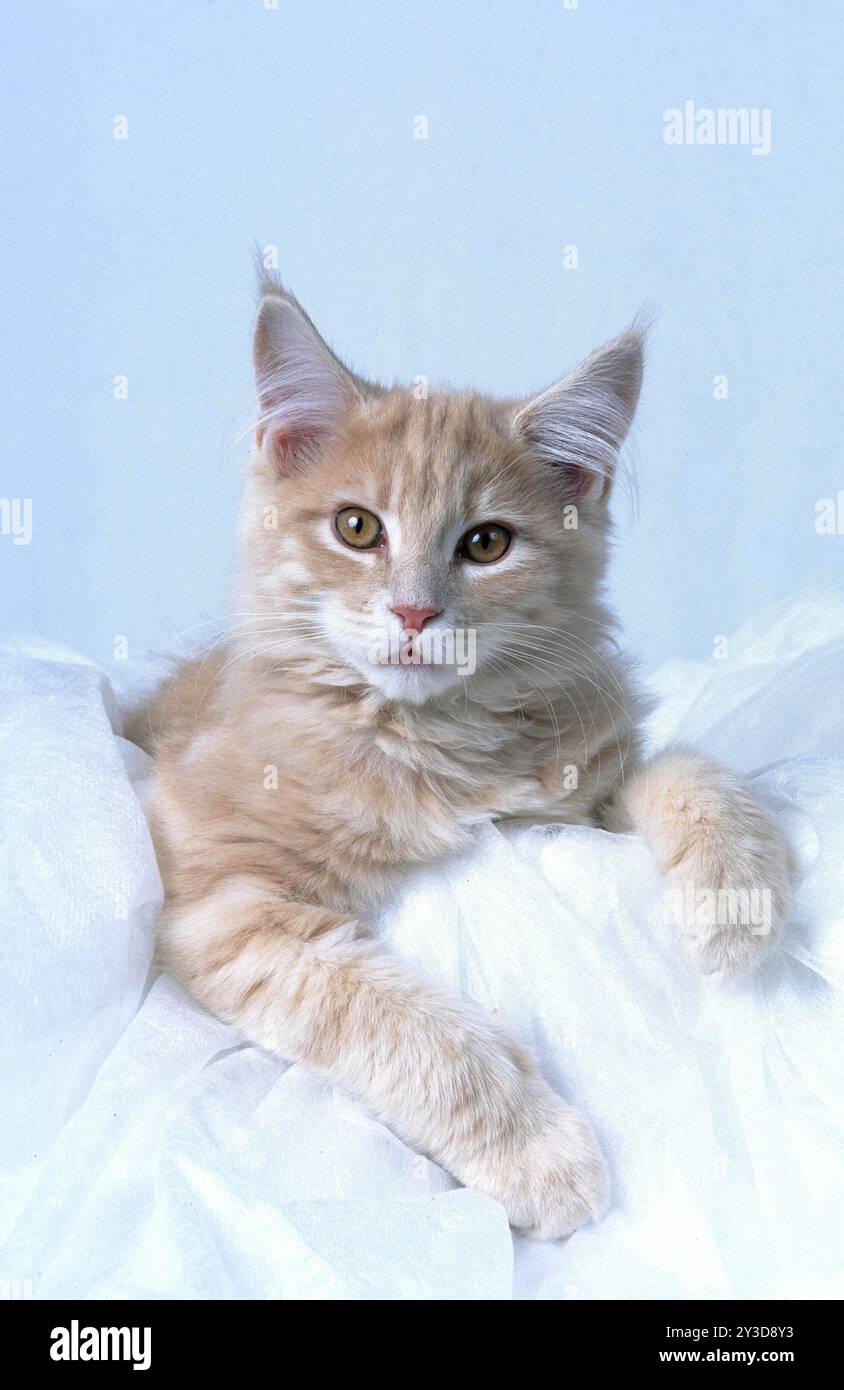 Main-Coone cat cream-classic-tabby 16 weeks old Stock Photo - Alamy