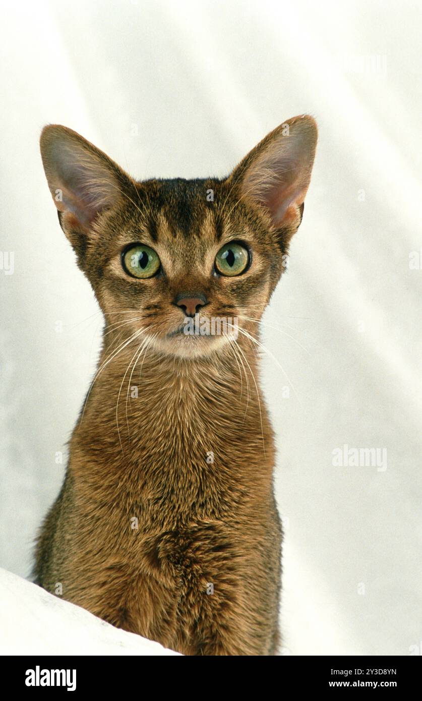 Abyssinian wild coloured female 2 years Stock Photo - Alamy