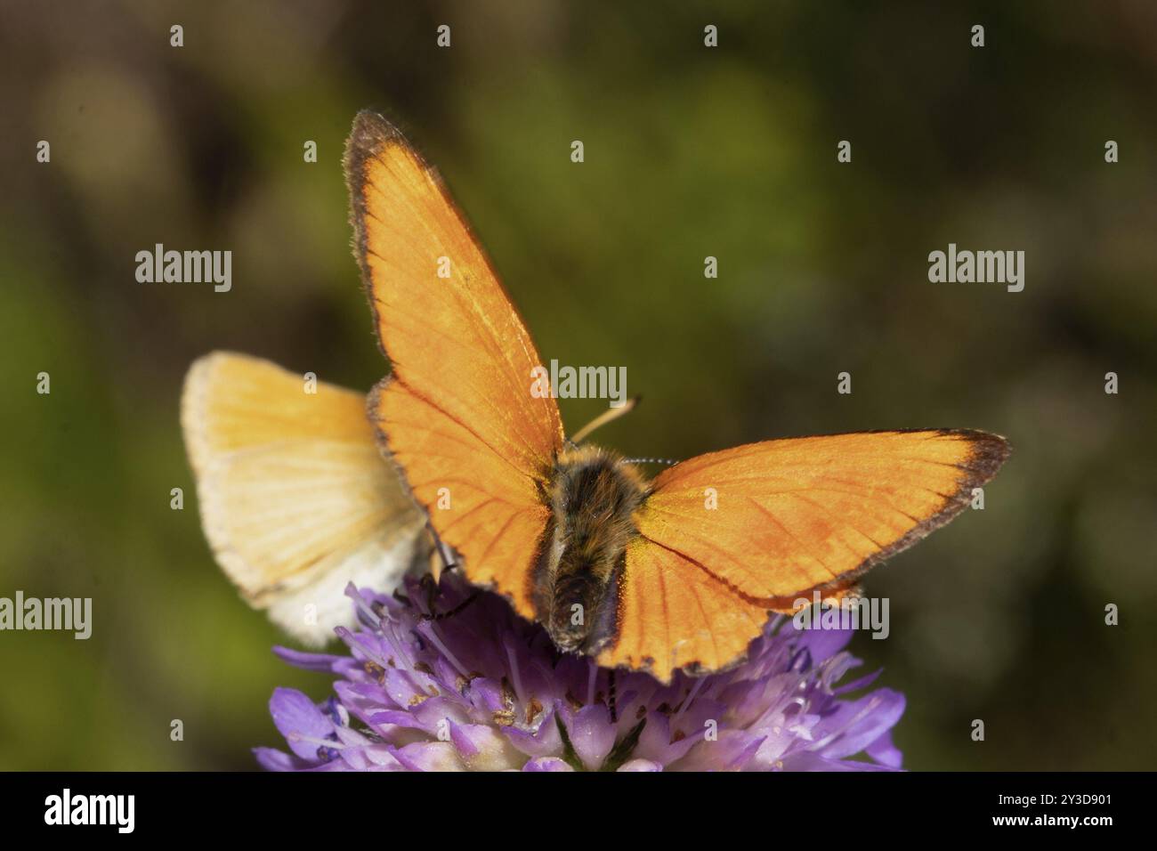 Scarce Copper male butterfly with open wings sitting on pink flowers ...