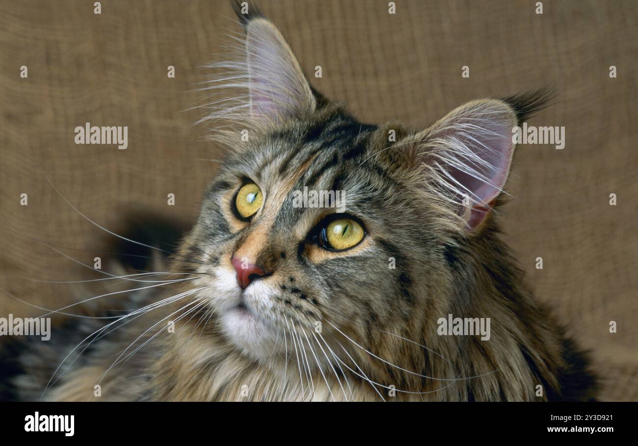 Maine Coon cat, male, adult Stock Photo - Alamy