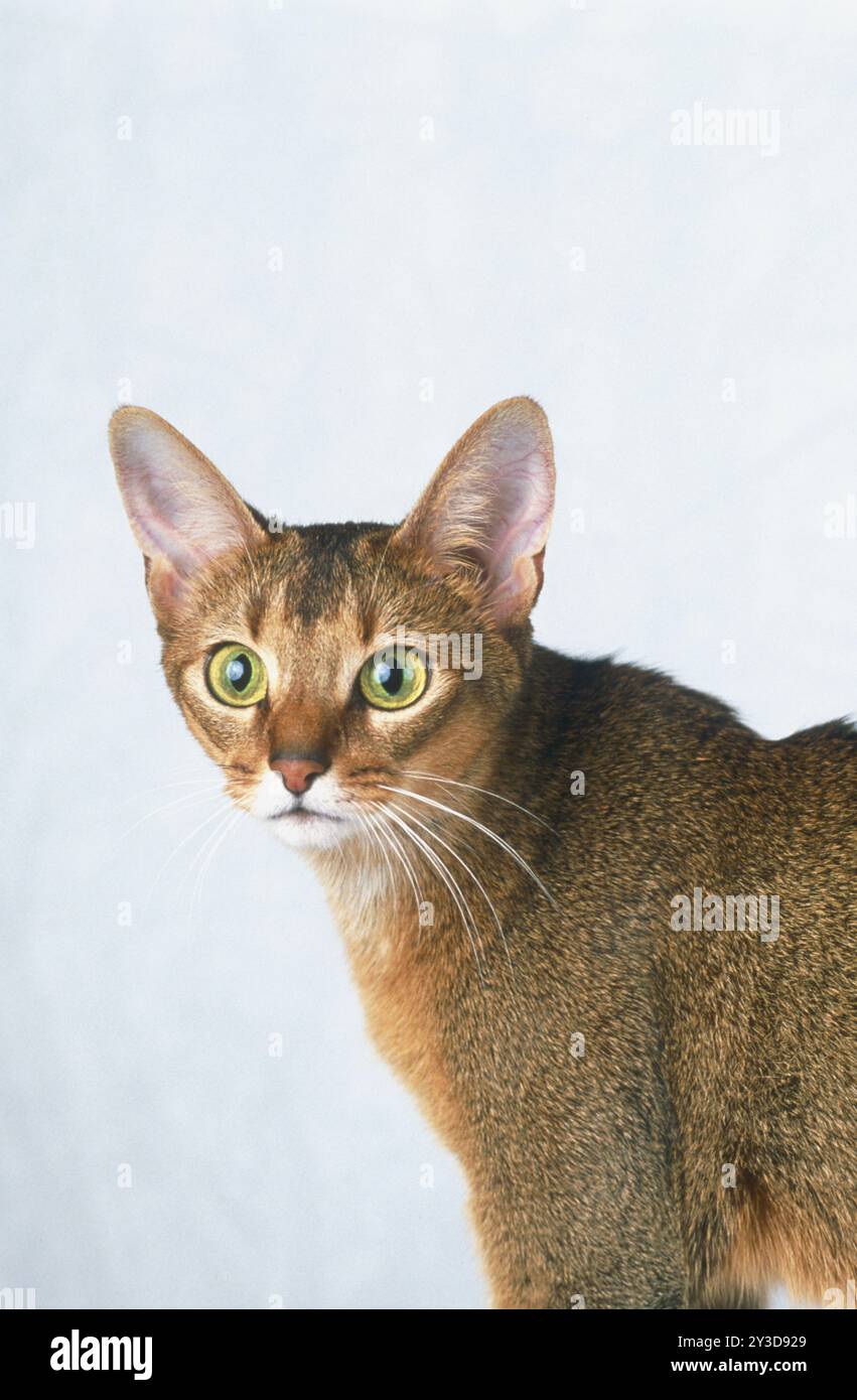 Abyssinian, Sorrel, tomcat Stock Photo - Alamy