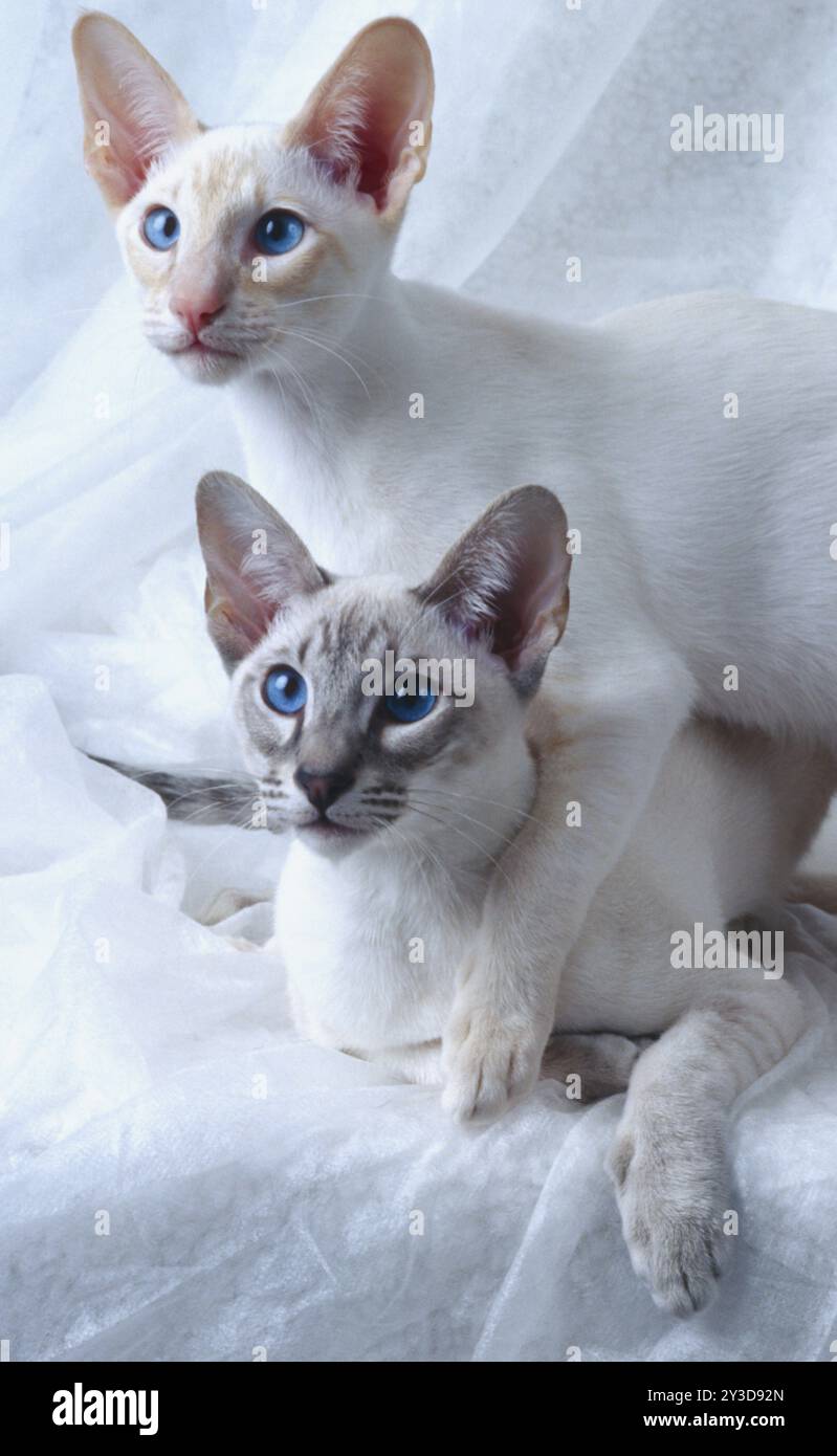 Brownish reddish coloration hi-res stock photography and images - Alamy