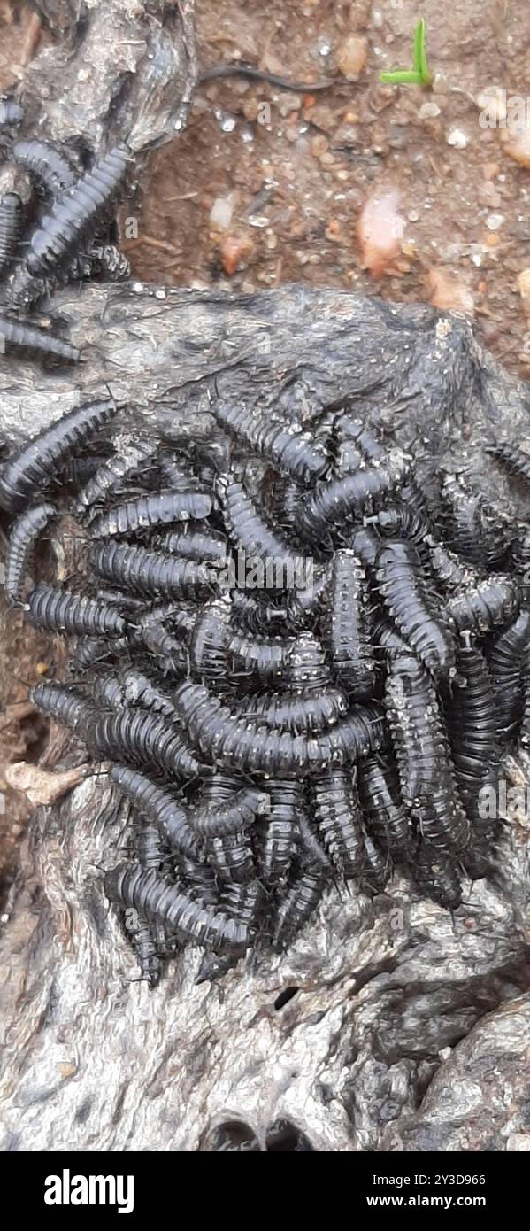 (Thanatophilus rugosus) Insecta Stock Photo - Alamy