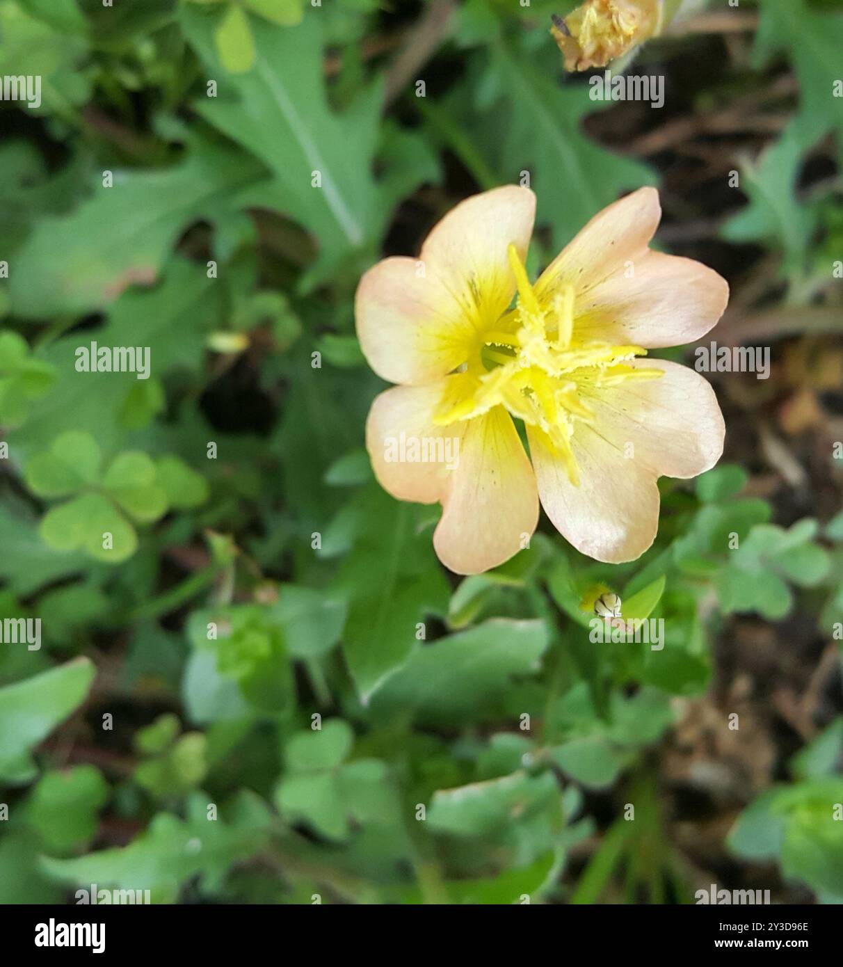 cutleaf evening primrose (Oenothera laciniata) Plantae Stock Photo - Alamy