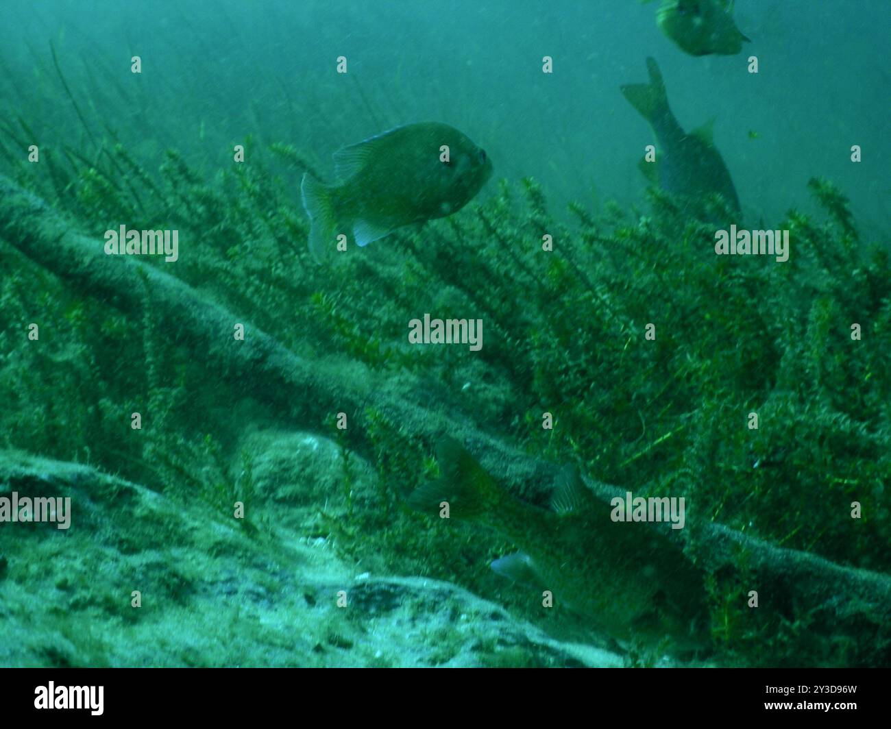 Common Sunfishes (Lepomis) Actinopterygii Stock Photo - Alamy