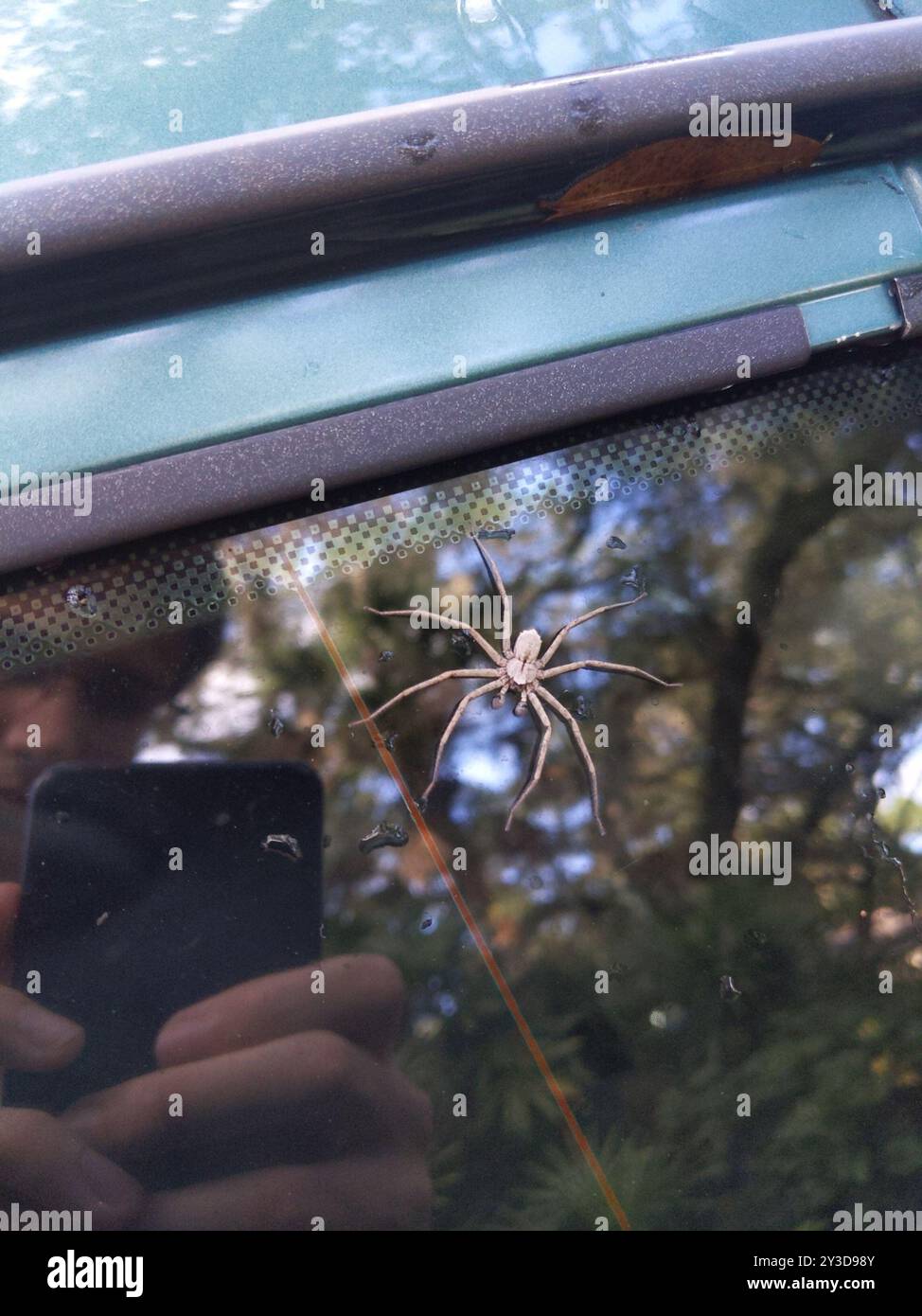 RTA Clade (Rta clade) Arachnida Stock Photo - Alamy