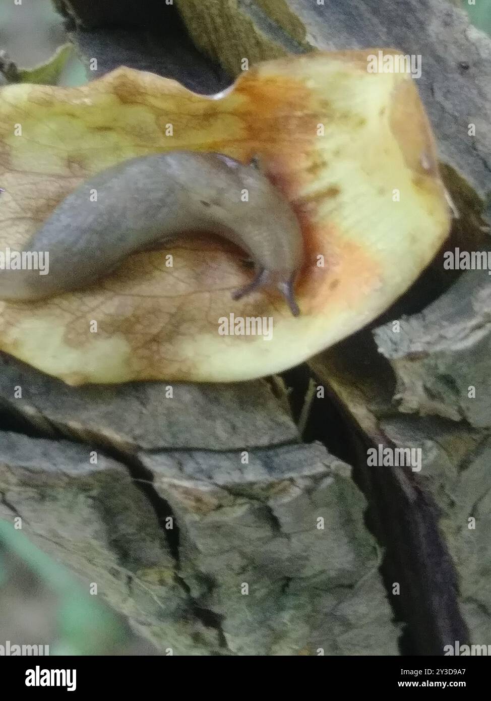 Milky Slug (Deroceras reticulatum) Mollusca Stock Photo - Alamy