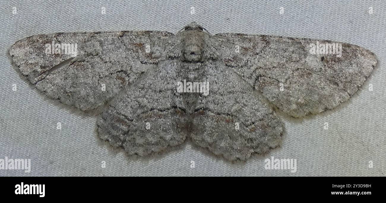 Brown-shaded Gray (Iridopsis defectaria) Insecta Stock Photo - Alamy