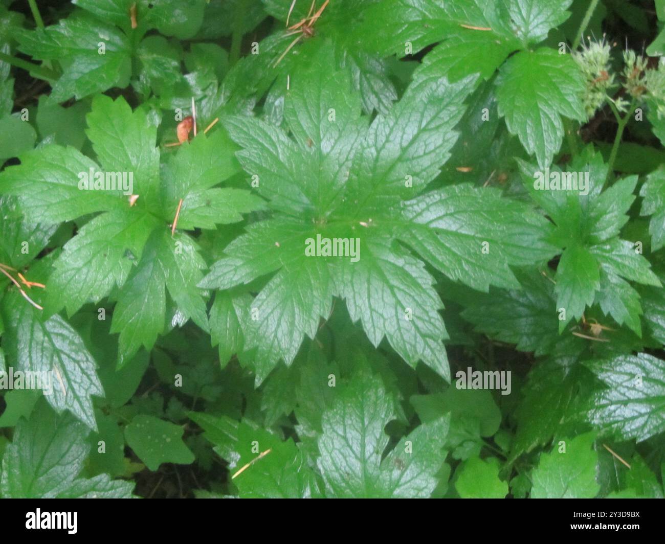 Pacific Waterleaf (Hydrophyllum tenuipes) Plantae Stock Photo - Alamy