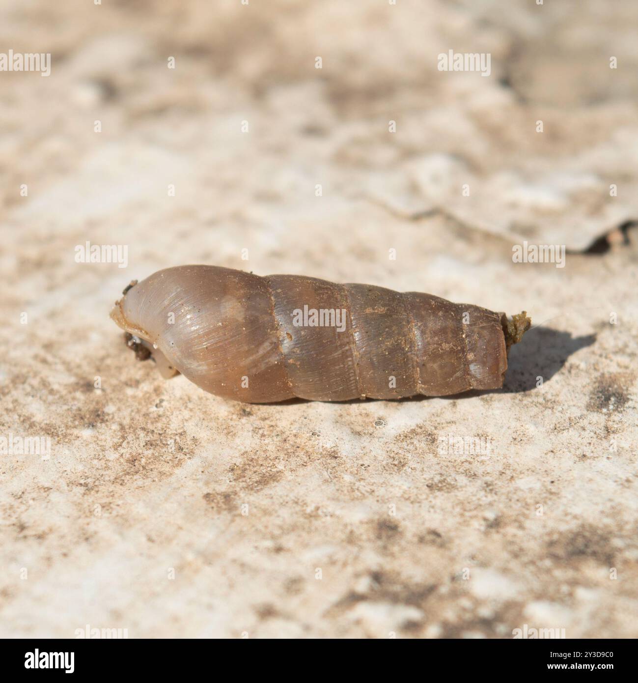 Saharan Decollate Snail (Rumina saharica) Mollusca Stock Photo - Alamy
