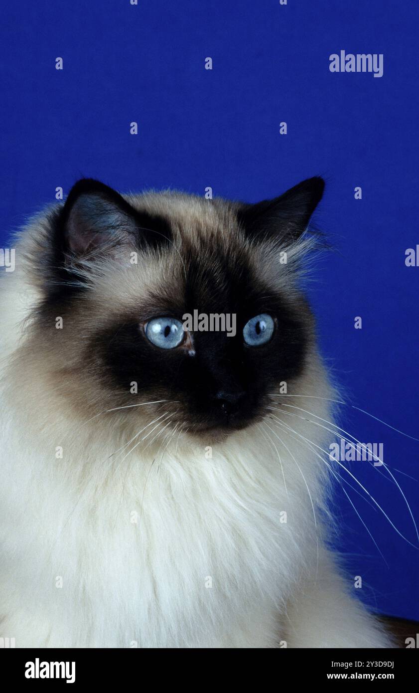 Holy Birman, 5 year old male tomcat Stock Photo - Alamy