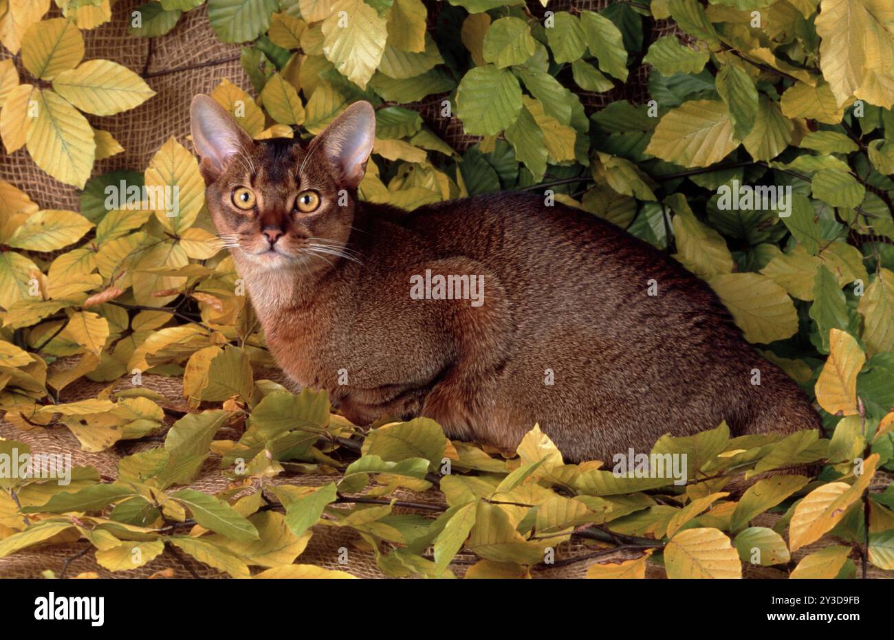 Abyssinian tomcat hi-res stock photography and images - Alamy