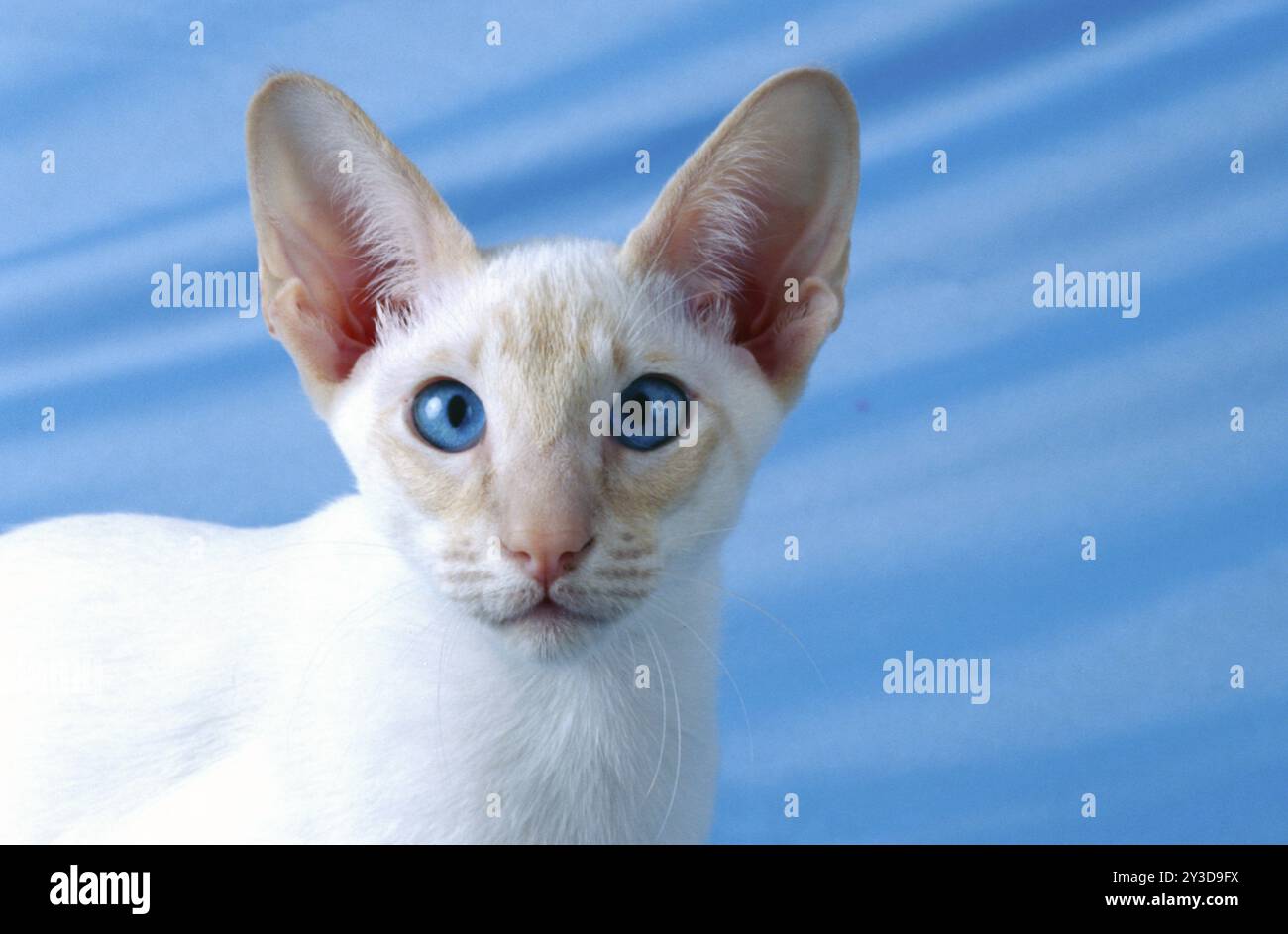 Red silver tabby hi-res stock photography and images - Alamy