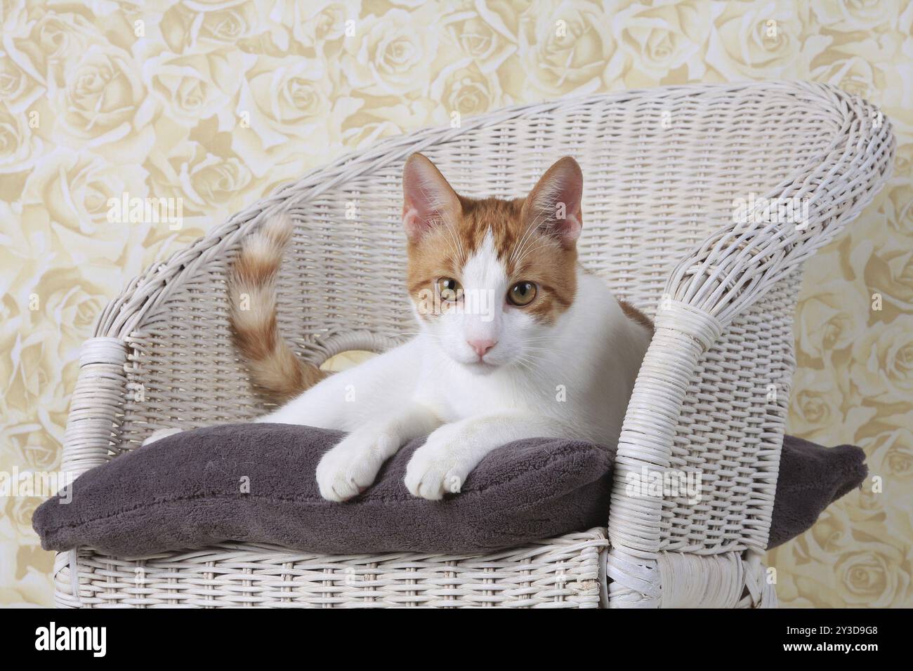 Domestic cat, dark red-white, sitting in basket chair, Felis silvestris ...