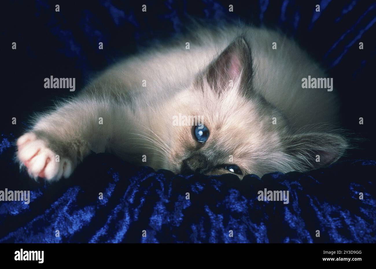 Burmese cat, Burma, bluepoint, catweazle's, catweazles, cottery Stock ...