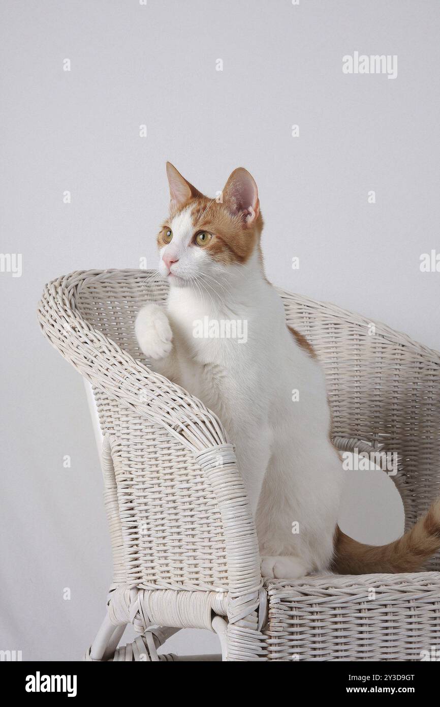 Domestic cat, dark red-white, in basket chair, Felis silvestris forma ...