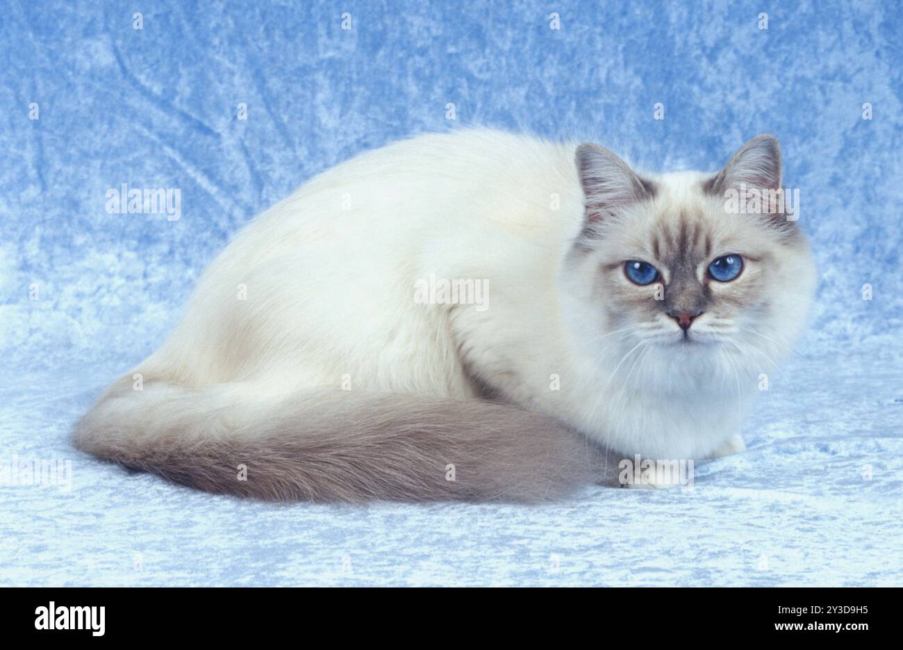 Birman cat female blue-tabby-point blue markings 2 years old Stock ...